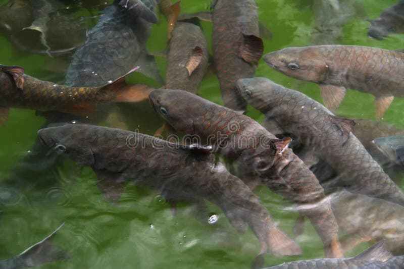 Freshwater Fish in the Highlands of Sumatra Stock Image - Image of ...