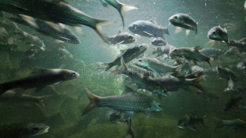 Freshwater Fish in a Large Beautiful Aquarium Stock Image - Image of ...