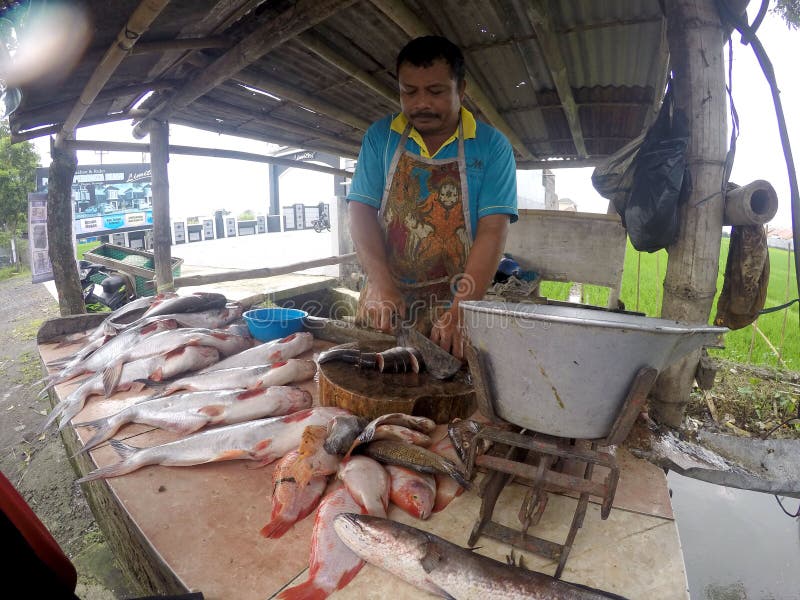 Freshwater fish editorial stock image. Image of business - 48934889