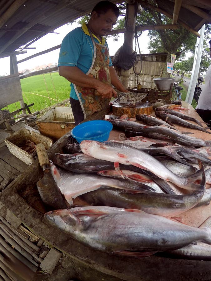 Freshwater fish editorial stock image. Image of food - 48934924
