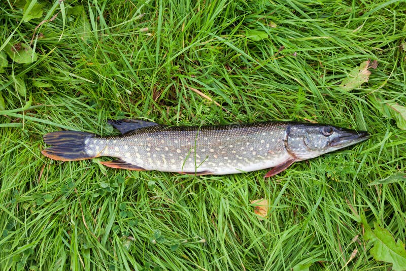 Freshwater fish pike stock image. Image of tail, fish - 25468757