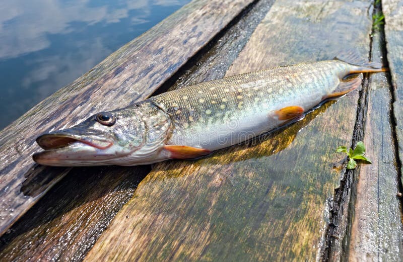 Rainbow Trout stock image. Image of fish, water, fishing - 1319151