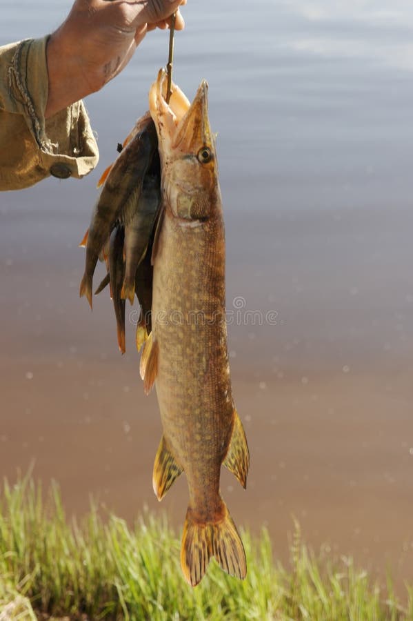 Freshwater Fish : Pike and Perch Stock Photo - Image of holding ...