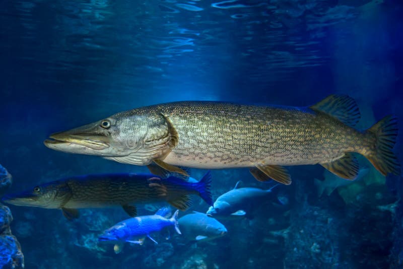 Freshwater Fish Kaluga Huso Dauricus in the Aquarium Stock Photo ...