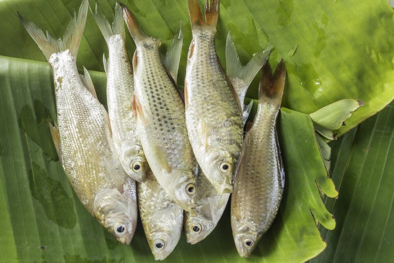 Freshwater fish stock image. Image of isolated, natural - 183072921