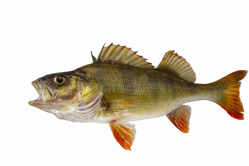 Freshwater Fish. River Perch Isolated on White. Fish with Open Mouth ...