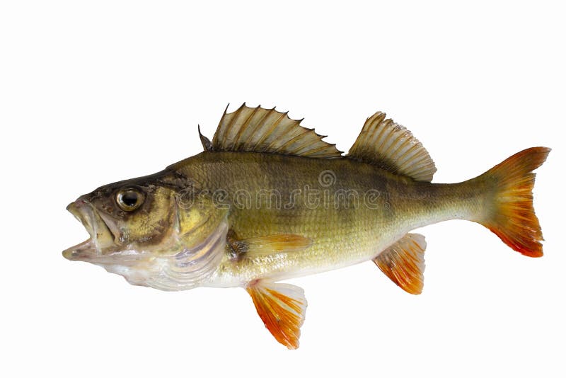 Freshwater Fish. River Perch Isolated on White. Fish with Open Mouth ...