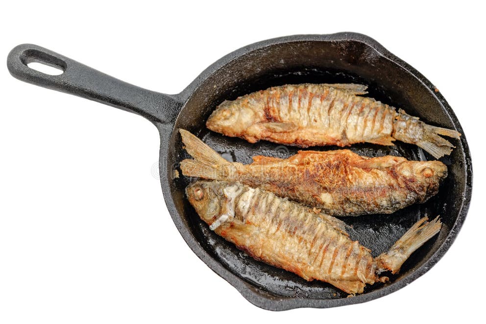 Freshwater fish roach stock photo. Image of fins, fishing - 105553286