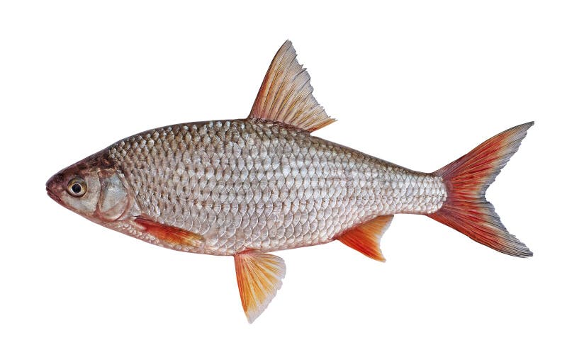 Freshwater Fish Roach Isolated on a White Background. Stock Photo ...