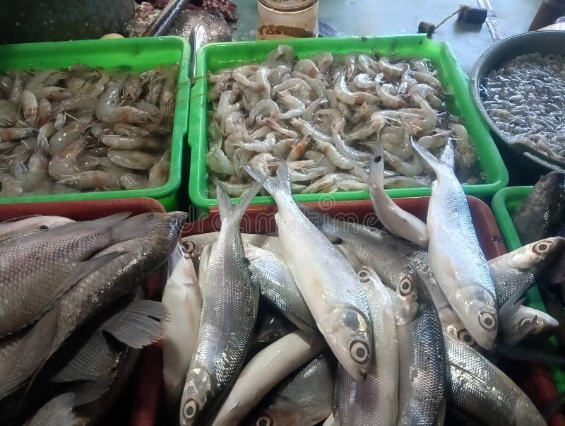 Freshwater Fish and Shrimp for Consumption in Traditional Markets Stock ...