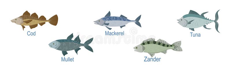 Freshwater Fish Side View with Name Inscription Vector Set Stock Vector ...