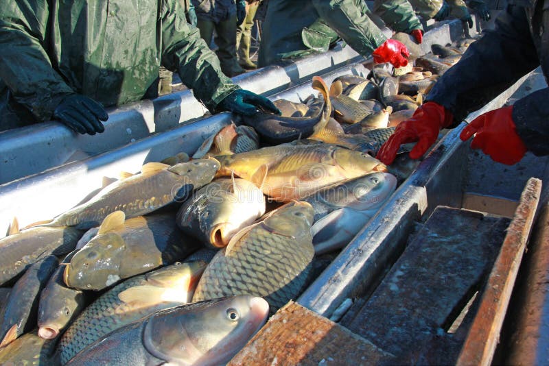 Freshwater fish sorting stock image. Image of industry - 46908583