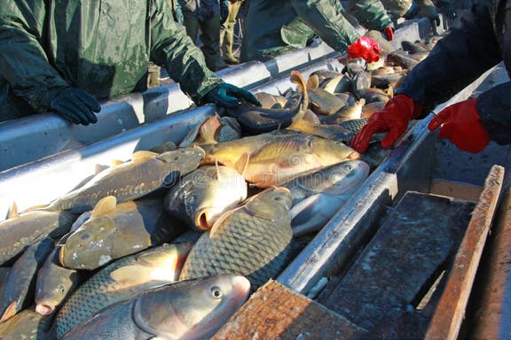 Freshwater fish sorting stock image. Image of industry - 46908583
