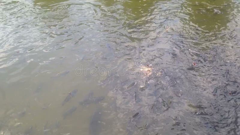 Freshwater Fish Swimming and Eating Food in the Pond Stock Footage ...