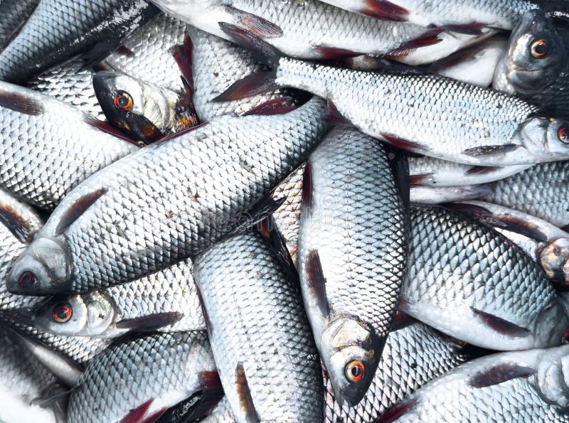 Freshwater Fish Texture Background Closeup. Roach Background Stock ...