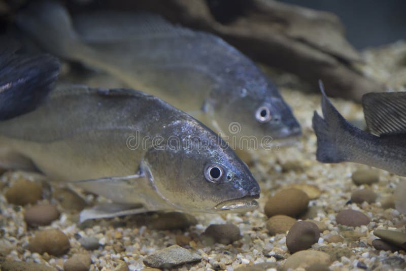 Freshwater Fish of Thailand Stock Photo - Image of nature, tropical ...