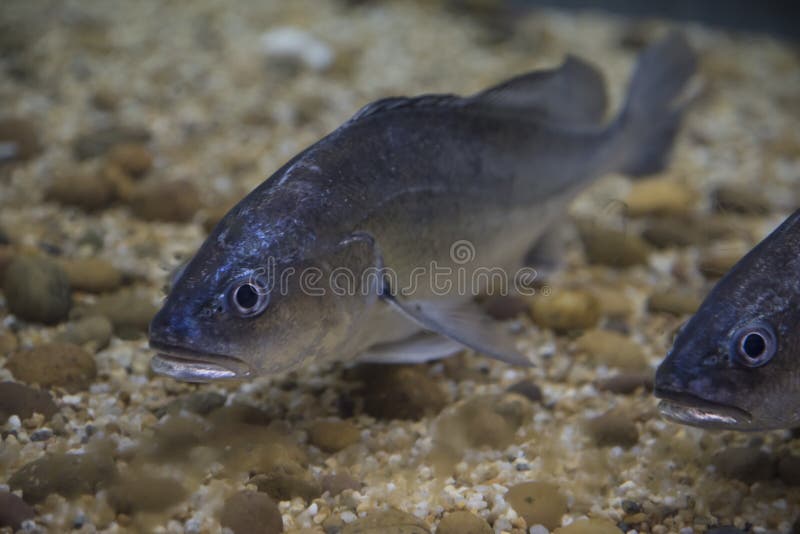 Freshwater Fish of Thailand Stock Image - Image of animal, water: 129737655