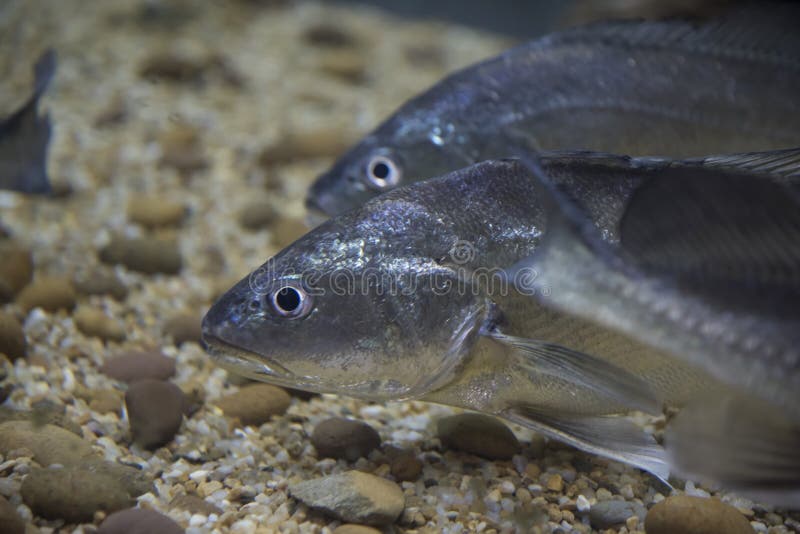 Freshwater Fish of Thailand Stock Image - Image of wallpaper, giant ...