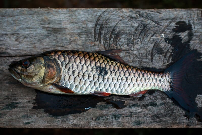 Freshwater Fish of Thailand, Hampala Barb Stock Photo - Image of asia ...