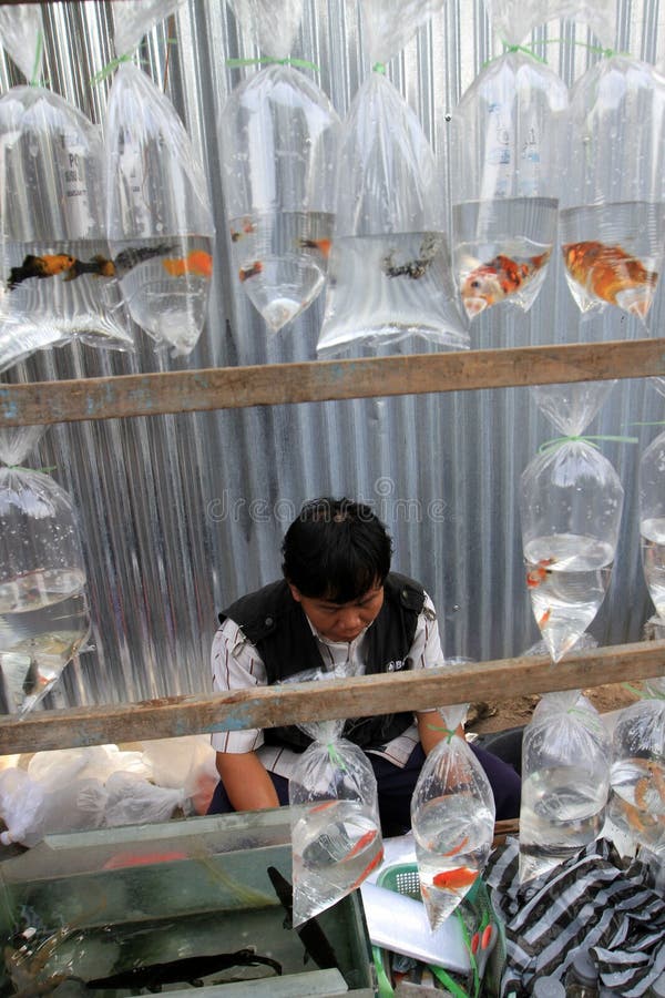 Freshwater fish editorial photography. Image of plant - 48765032