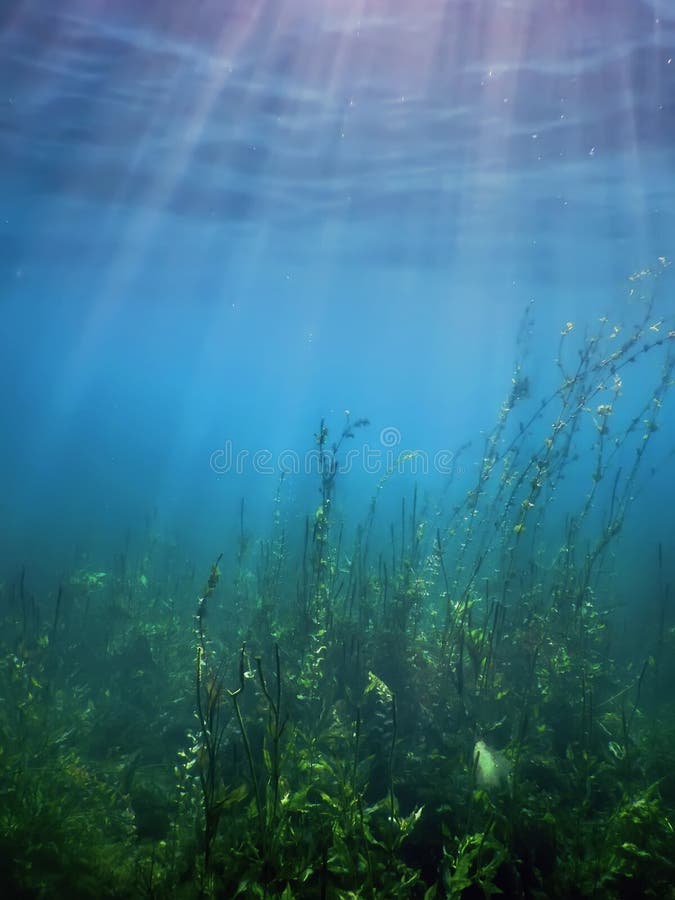Freshwater Flora, Underwater Freshwater Landscape Stock Image - Image ...