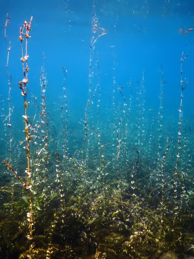 Freshwater Flora, Underwater Freshwater Landscape Stock Image - Image ...