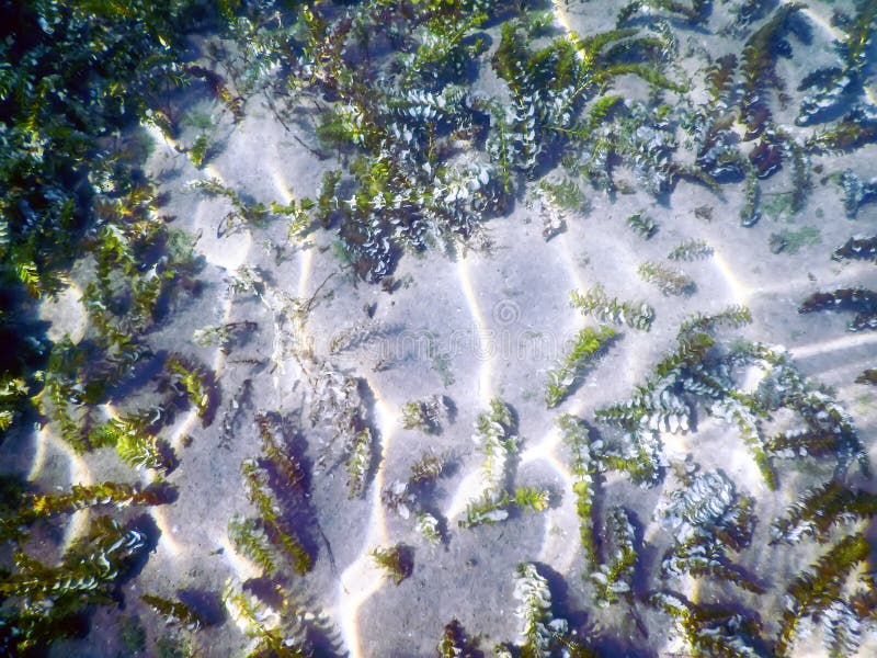 Freshwater Flora, Underwater Freshwater Landscape Stock Photo - Image ...