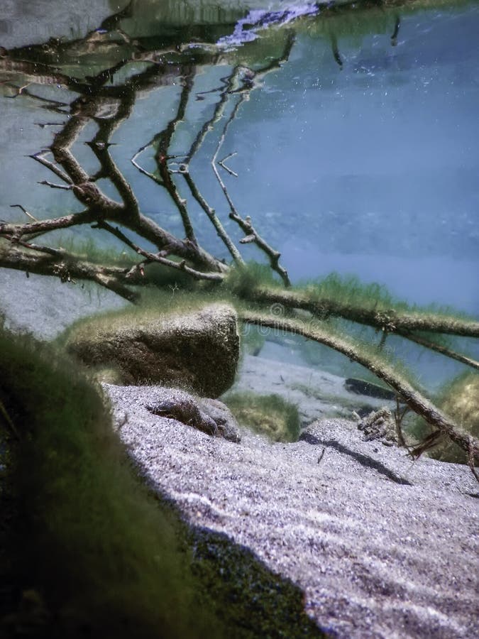 Freshwater Flora, Underwater Freshwater Landscape Stock Image - Image ...