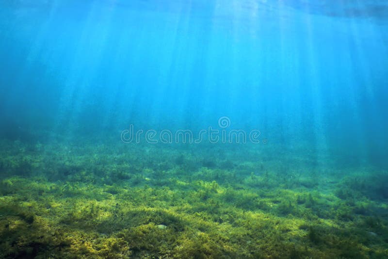 Freshwater Flora, Underwater Freshwater Landscape Stock Photo - Image ...
