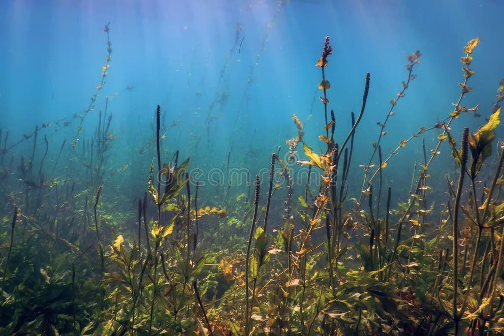 Freshwater Flora, Underwater Freshwater Landscape Stock Photo - Image ...