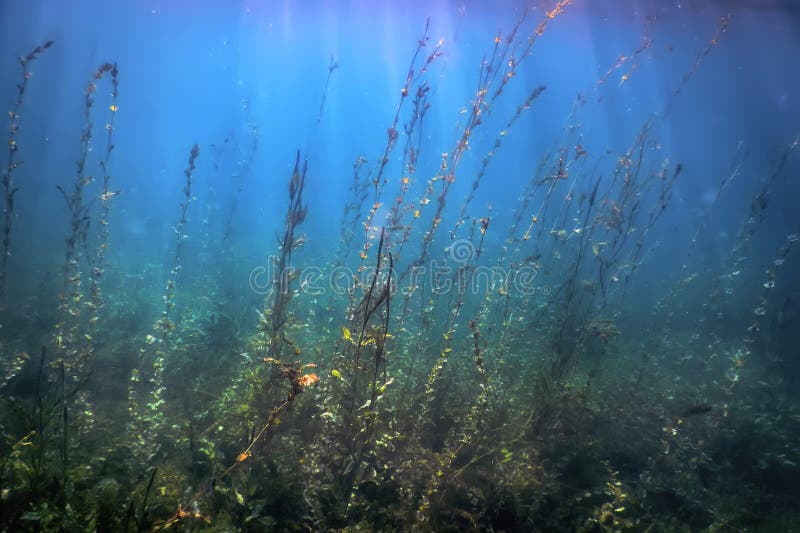 Freshwater Flora, Underwater Freshwater Landscape Stock Photo - Image ...