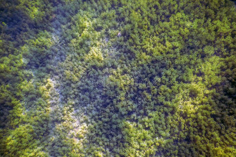 Freshwater Flora, Underwater Freshwater Landscape Stock Image - Image ...