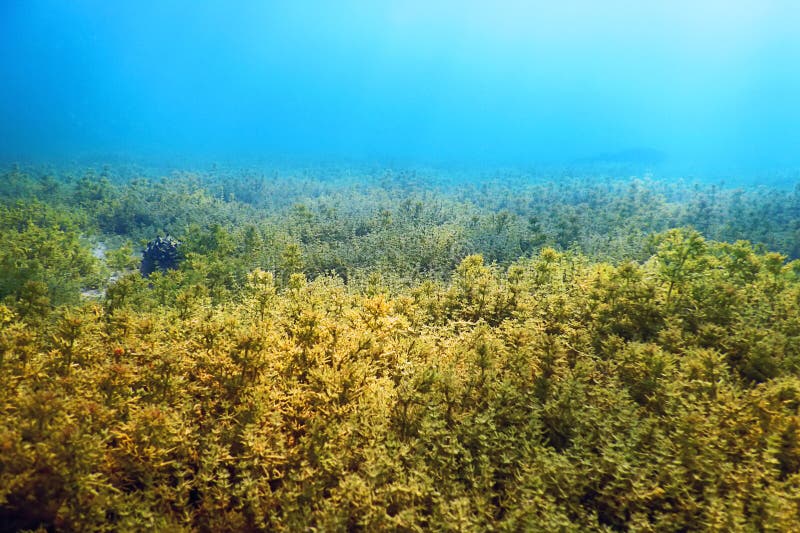 Freshwater Flora, Underwater Freshwater Landscape Stock Image - Image ...