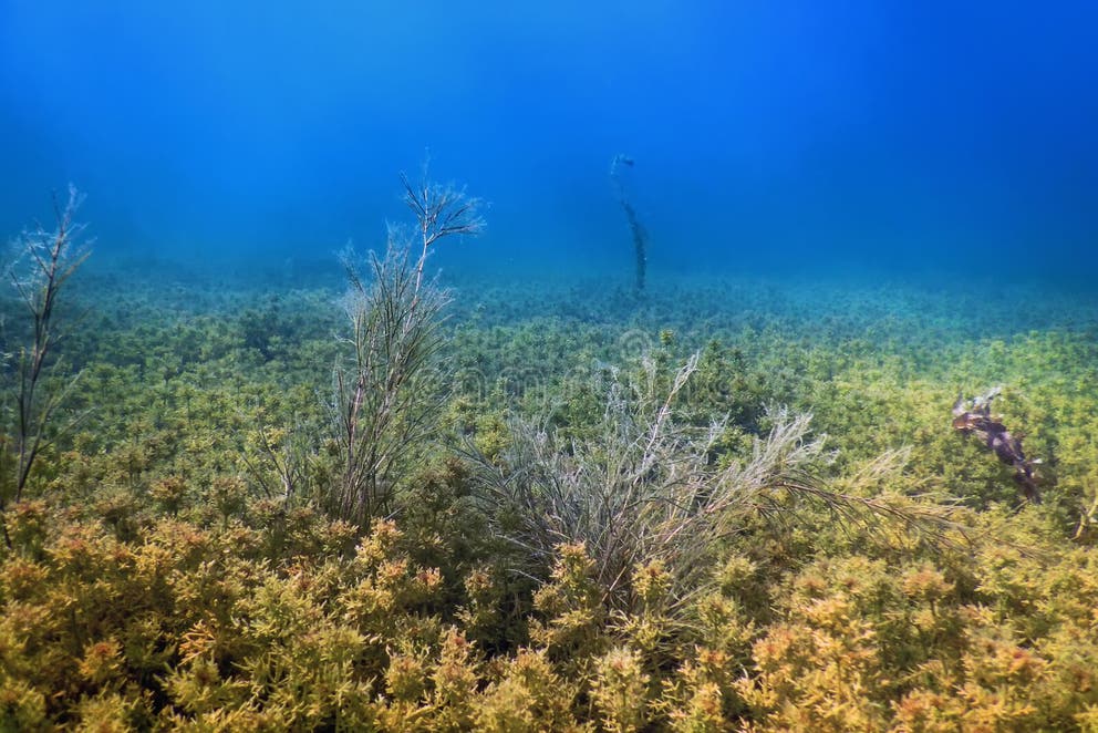 Freshwater Flora, Underwater Freshwater Landscape Stock Image - Image ...