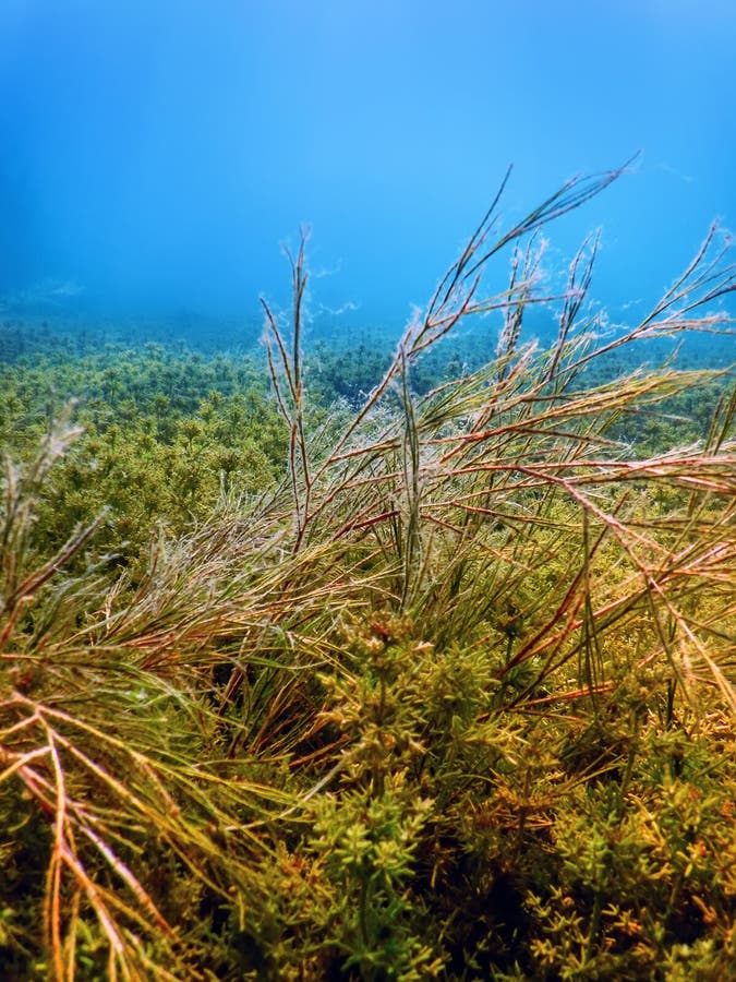 Freshwater Flora, Underwater Freshwater Landscape Stock Photo - Image ...