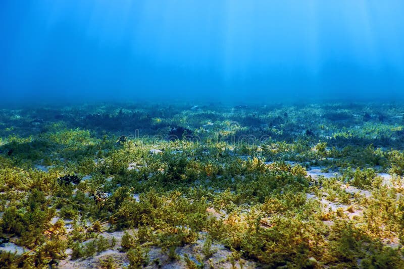 Freshwater Flora, Underwater Freshwater Landscape Stock Image - Image ...