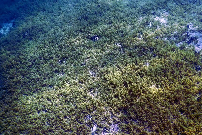 Freshwater Flora, Underwater Freshwater Landscape Stock Photo - Image ...