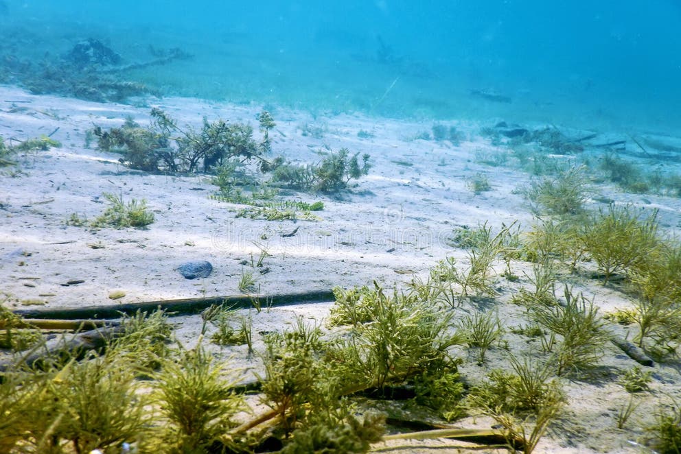 Freshwater Flora, Underwater Freshwater Landscape Stock Photo - Image ...
