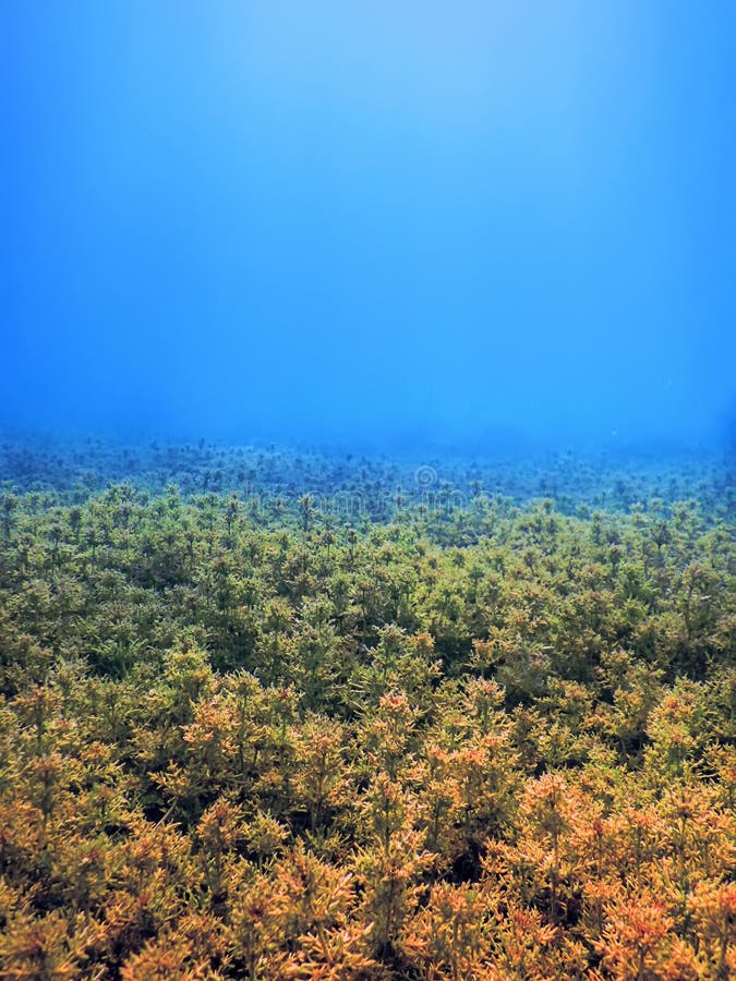 Freshwater Flora, Underwater Freshwater Landscape Stock Image - Image ...