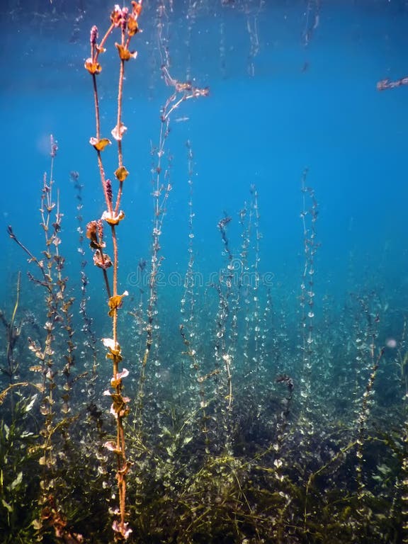 Freshwater Flora, Underwater Freshwater Landscape Stock Photo - Image ...