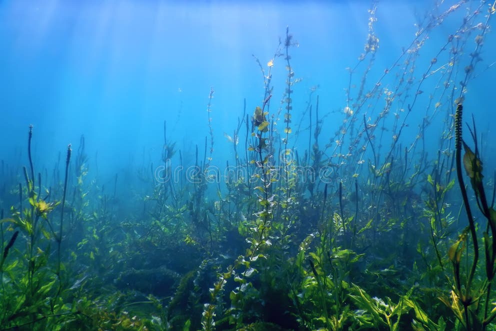 Freshwater Flora, Underwater Freshwater Landscape Stock Photo - Image ...