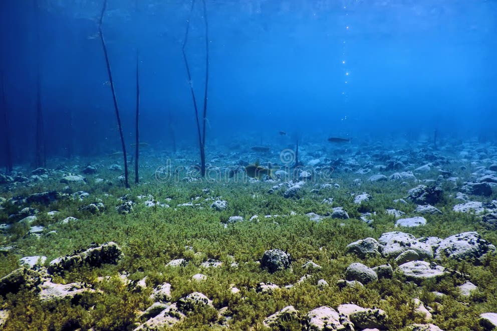 Freshwater Flora, Underwater Freshwater Landscape Stock Photo - Image ...