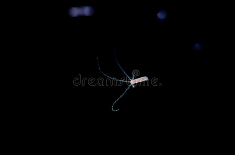 Freshwater hydra. stock image. Image of polyp, magnification - 308977453