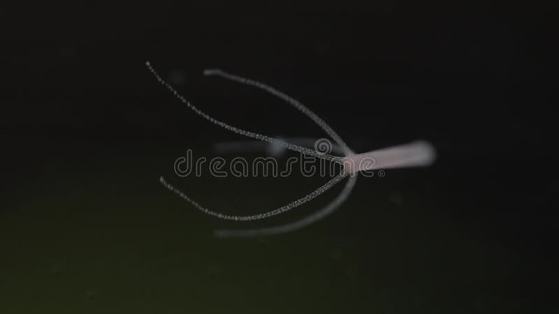 Freshwater hydra. stock video. Video of budding, reproduction - 309092067