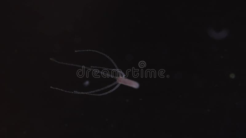 Small aquarium parasite. stock footage. Video of science - 309092134