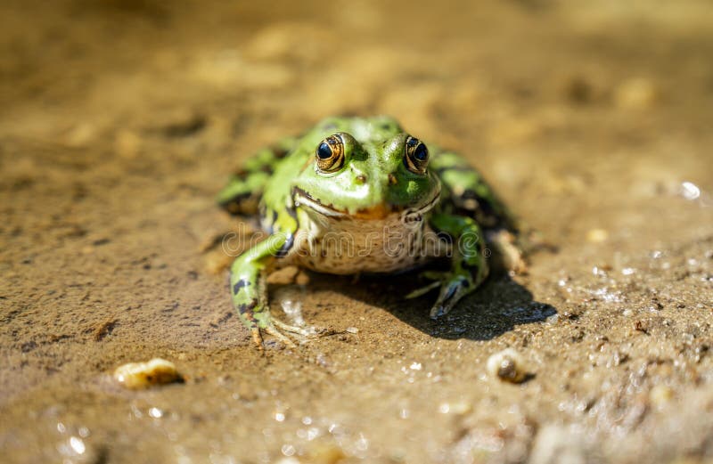 Freshwater Lake Frog in Shallow Water Stock Image - Image of yellow ...
