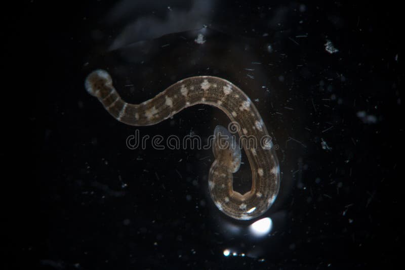 184 Parasite Snake Stock Photos - Free & Royalty-Free Stock Photos from ...