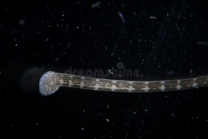 Freshwater Leech Piscicola Geometra by Microscope. Rear End Stock Photo ...