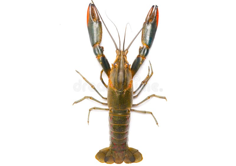 Freshwater Lobster or Crayfish Stock Photo - Image of moth, beetle ... Freshwater Lobster or Crayfish Stock Photo - Image of moth, beetle ...