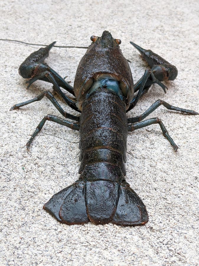 Freshwater Lobster or Shrimp, Rear View Shot Stock Photo - Image of ...